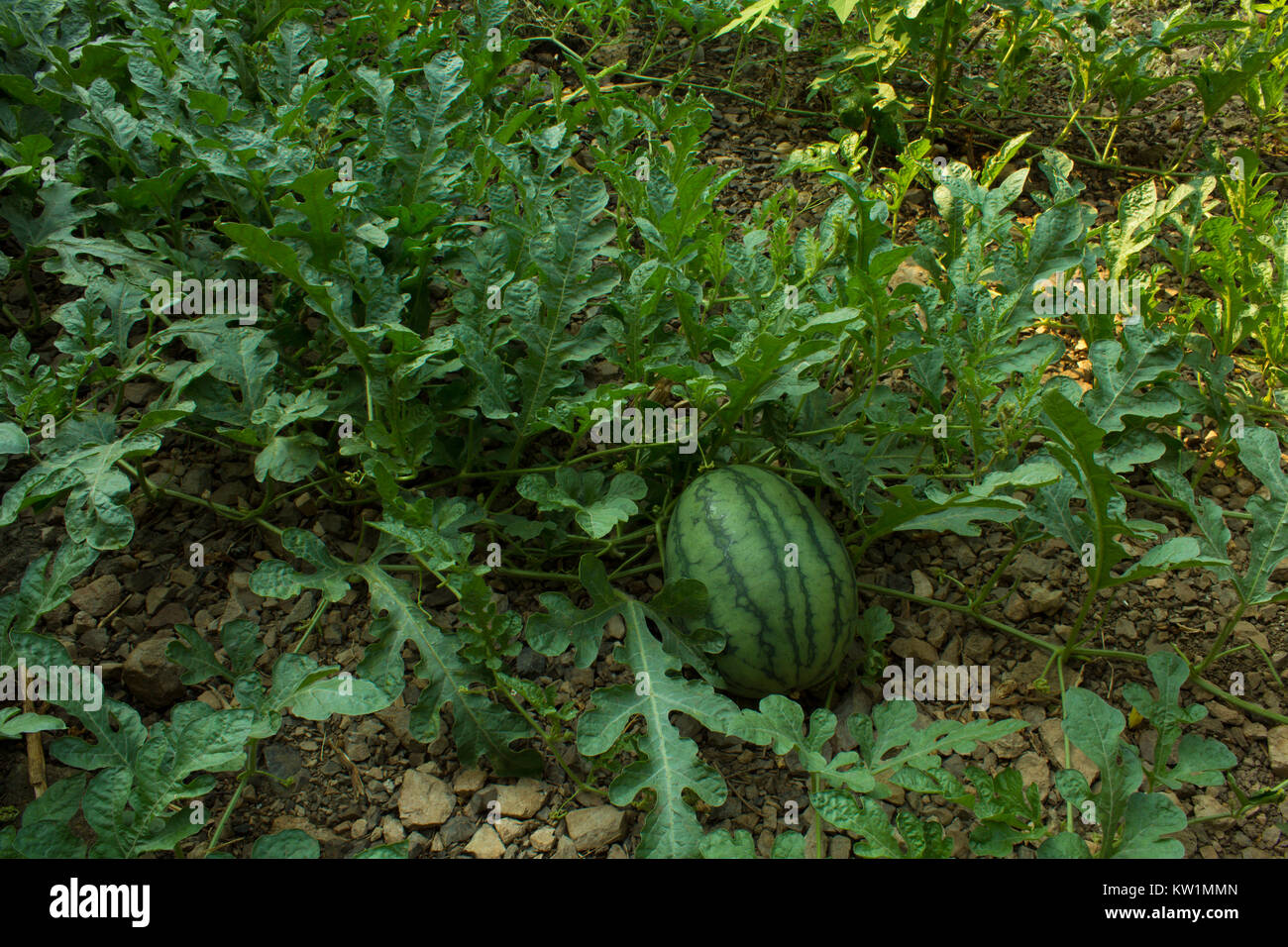 An Image of Watermelon,Watermelons on the green melon field in the ...