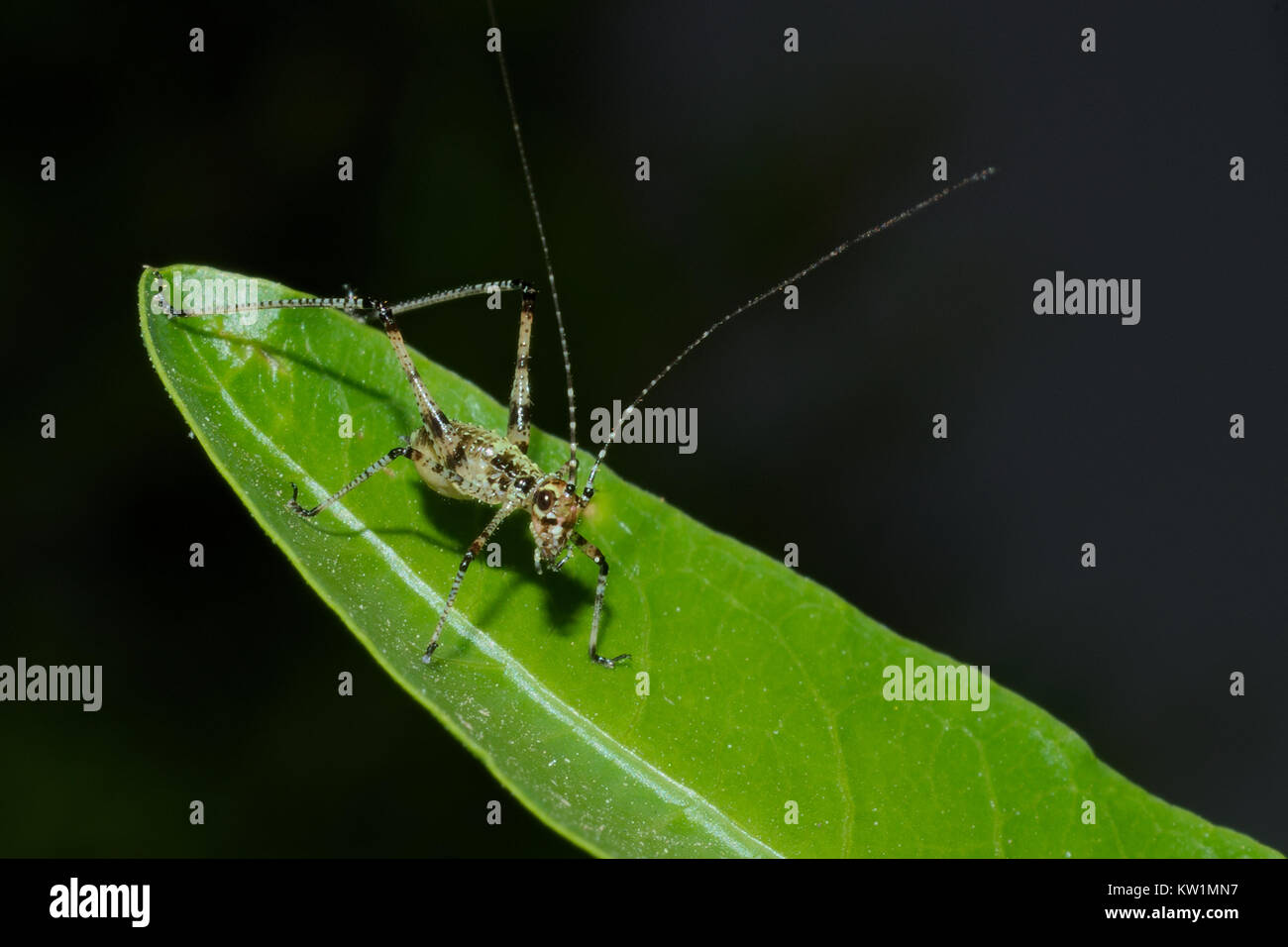 Young colorful grasshopper standing on a green leaf Stock Photo - Alamy