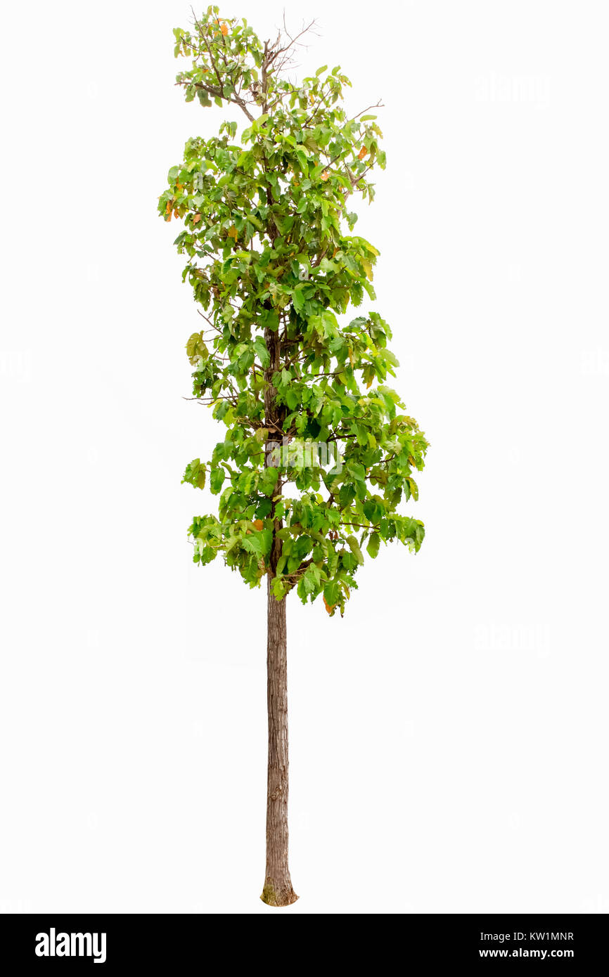 Iron wood tree is deciduous isolated on white background (Pyinkado ...