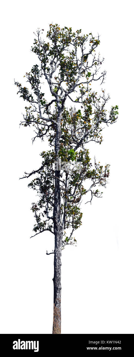 Tree isolated background,Iron wood tree is deciduous isolated on white ...