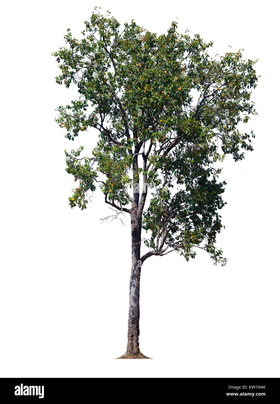 Tree isolated background,Iron wood tree is deciduous isolated on white ...