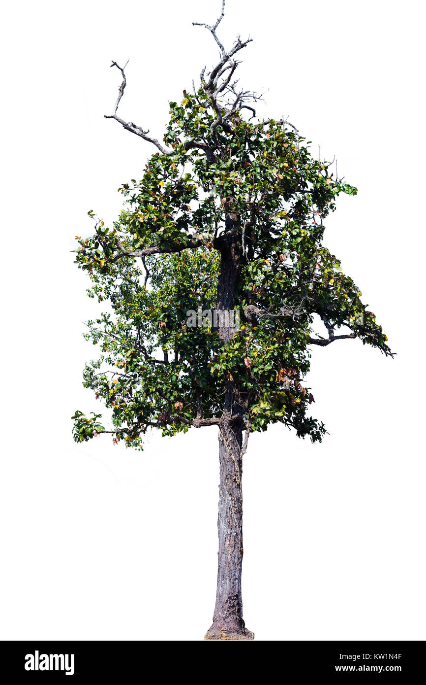 Tree isolated background,Iron wood tree is deciduous isolated on white ...