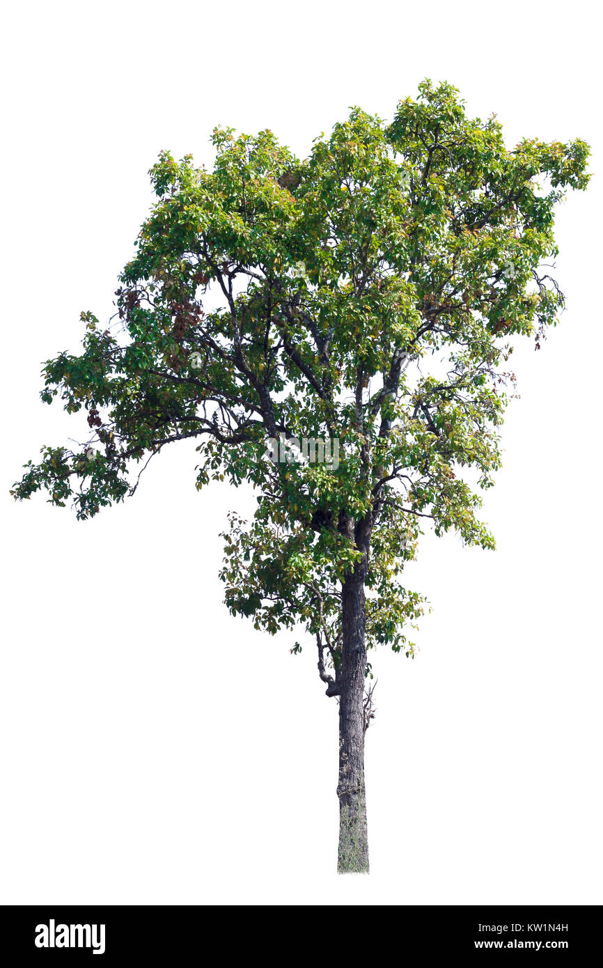 Pyinkado hi-res stock photography and images - Alamy