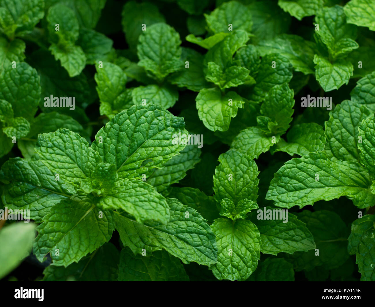mint plant grow at vegetable garden,mint Stock Photo - Alamy