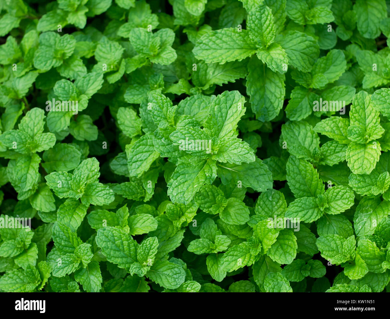 Mint plant grow hi-res stock photography and images - Alamy