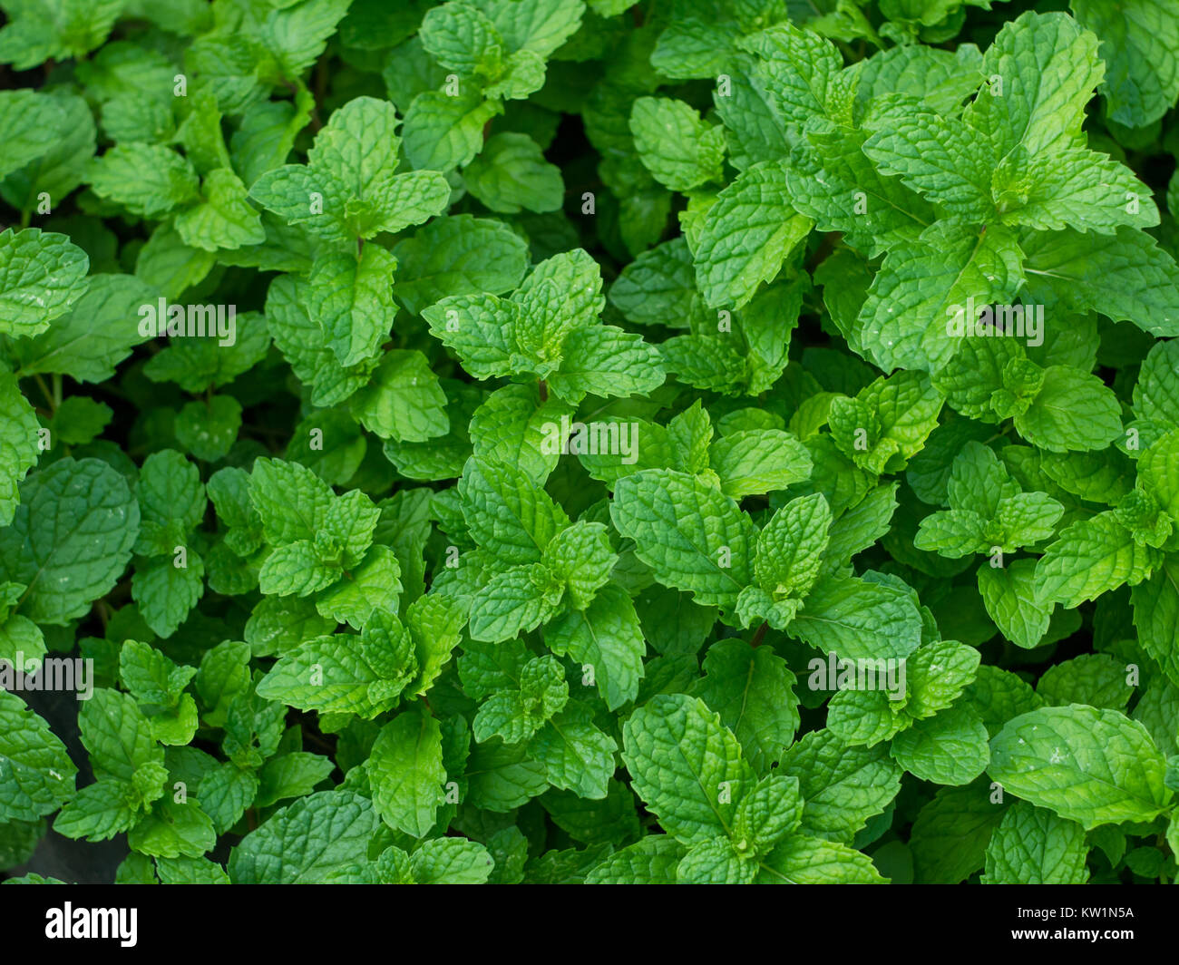 Mint plant grow hi-res stock photography and images - Alamy