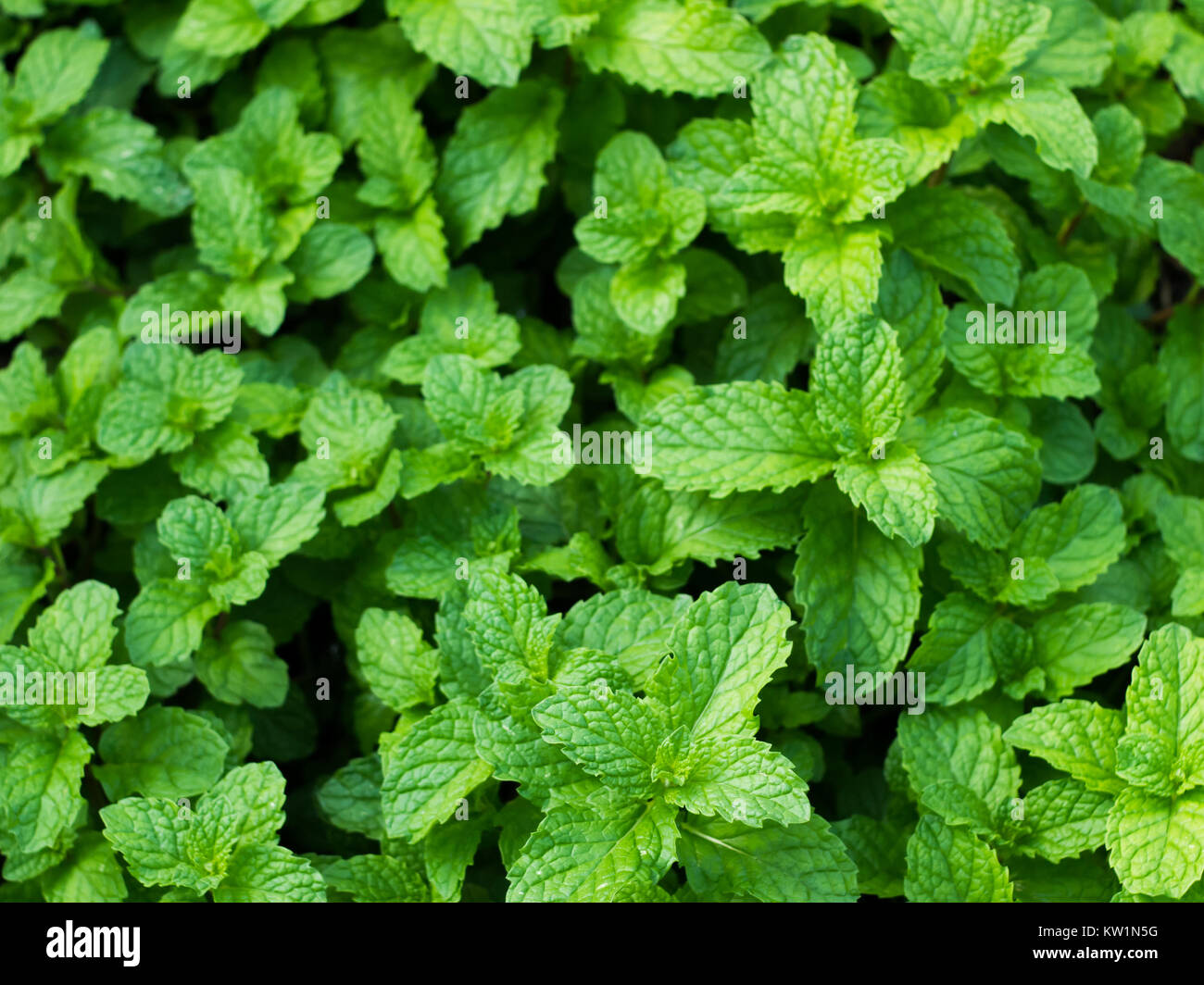 Mint plant grow hi-res stock photography and images - Alamy