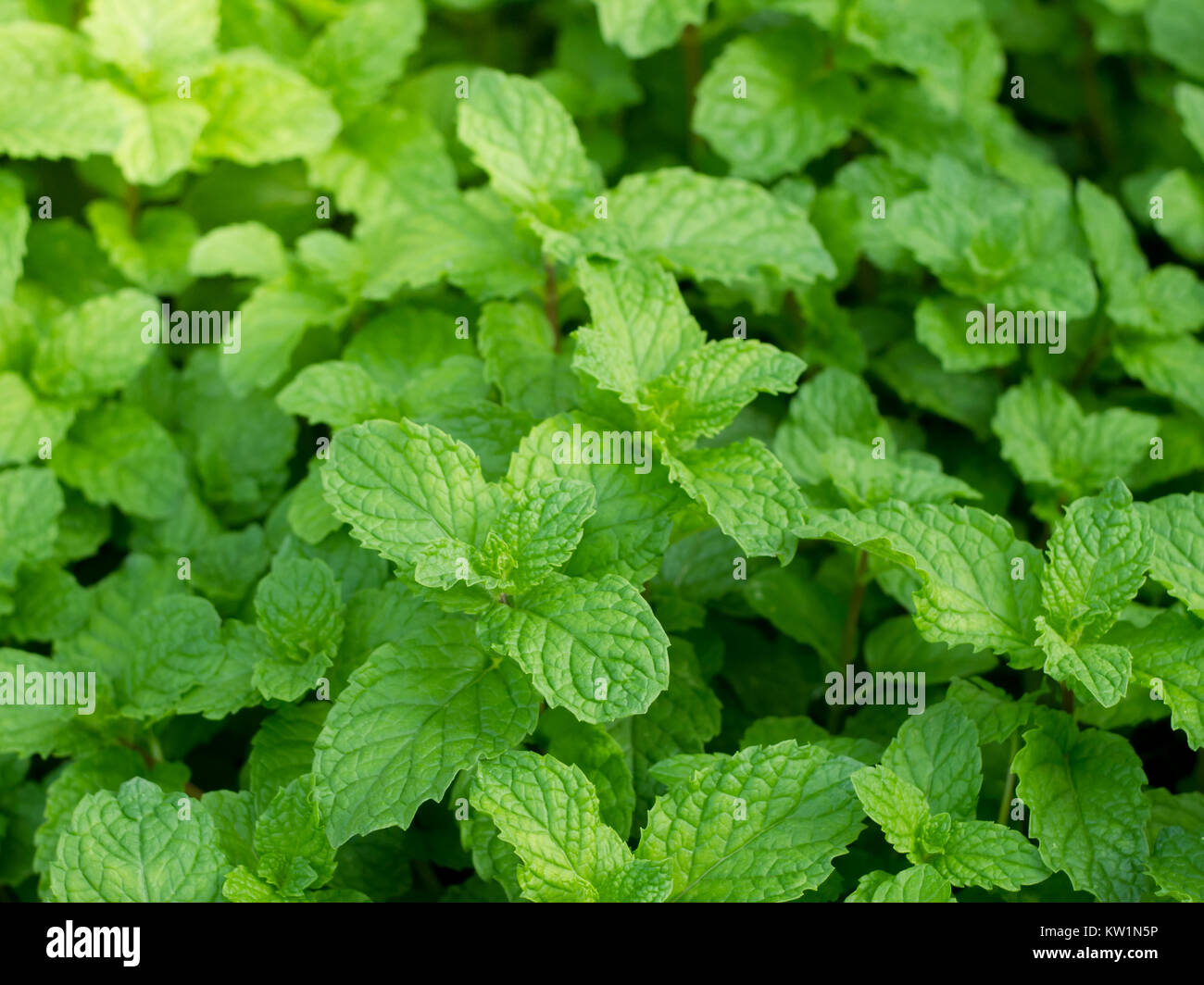 mint plant grow at vegetable garden,mint Stock Photo - Alamy