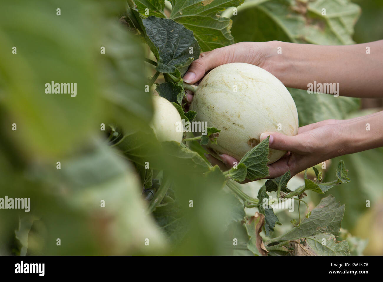 Harvesting melon by hand Stock Photo - Alamy