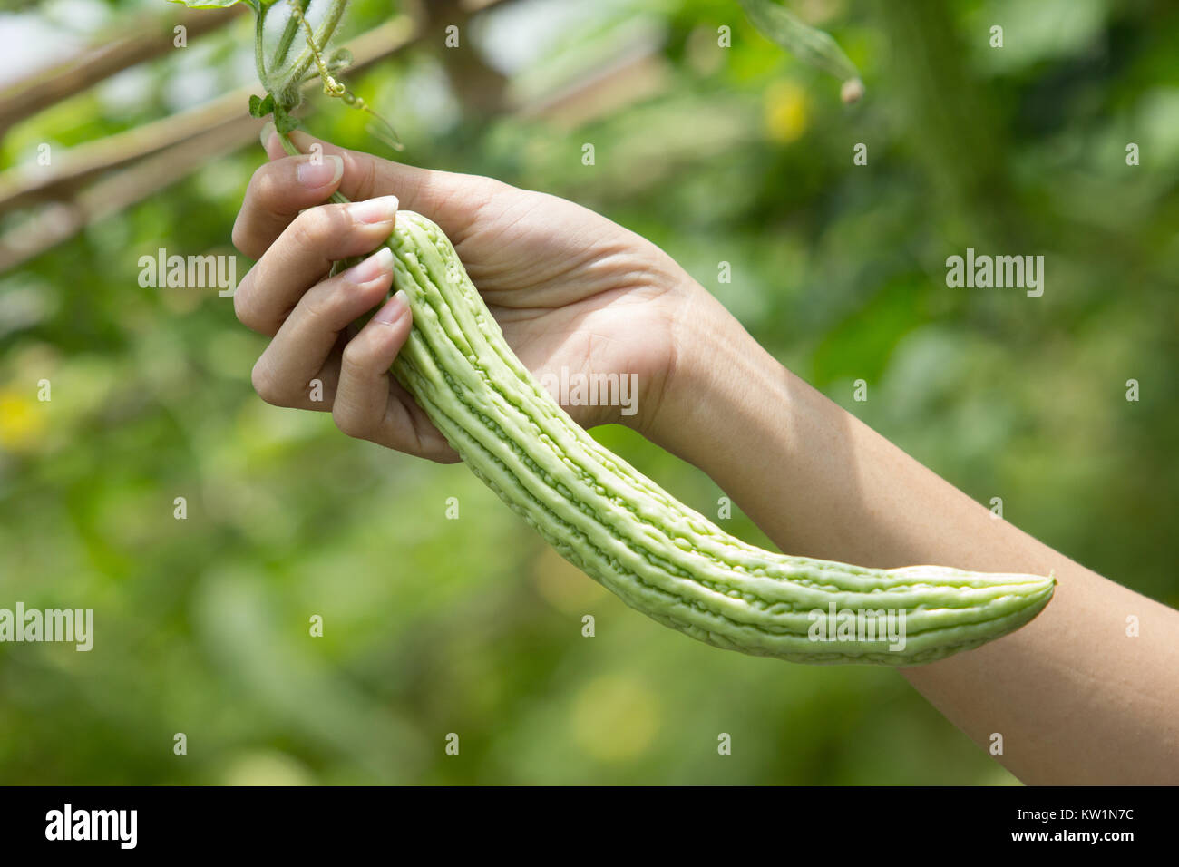 Harvesting chilli by hand Stock Photo - Alamy