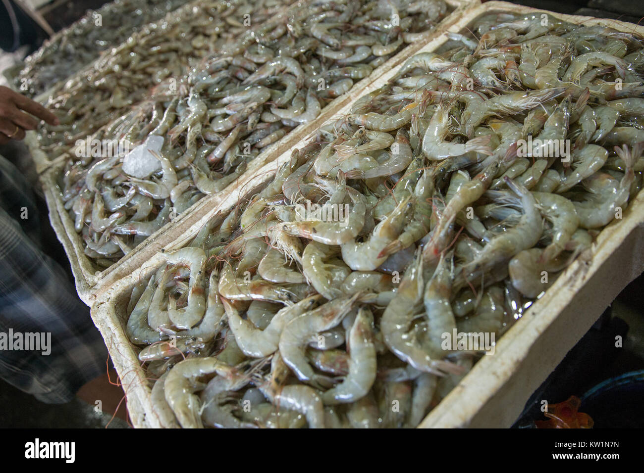 Pacific white Shrimp Stock Photo - Alamy