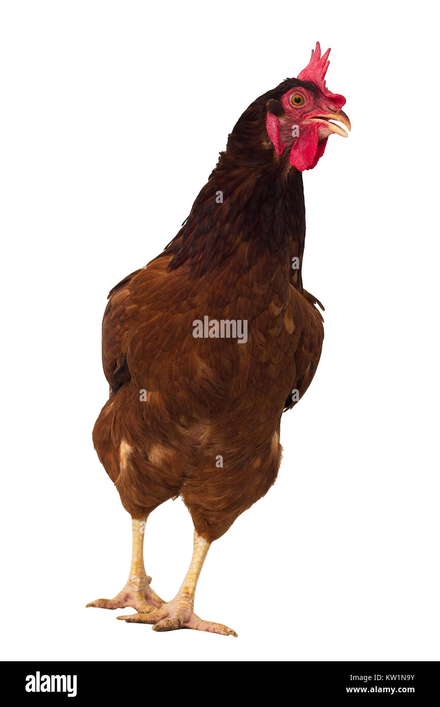 brown hen isolated on white, studio shot Stock Photo - Alamy