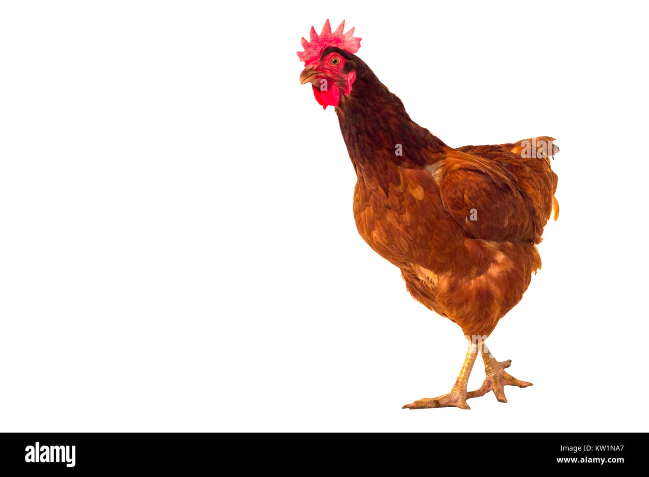 brown hen isolated on white,Chicken walking copy space Stock Photo - Alamy