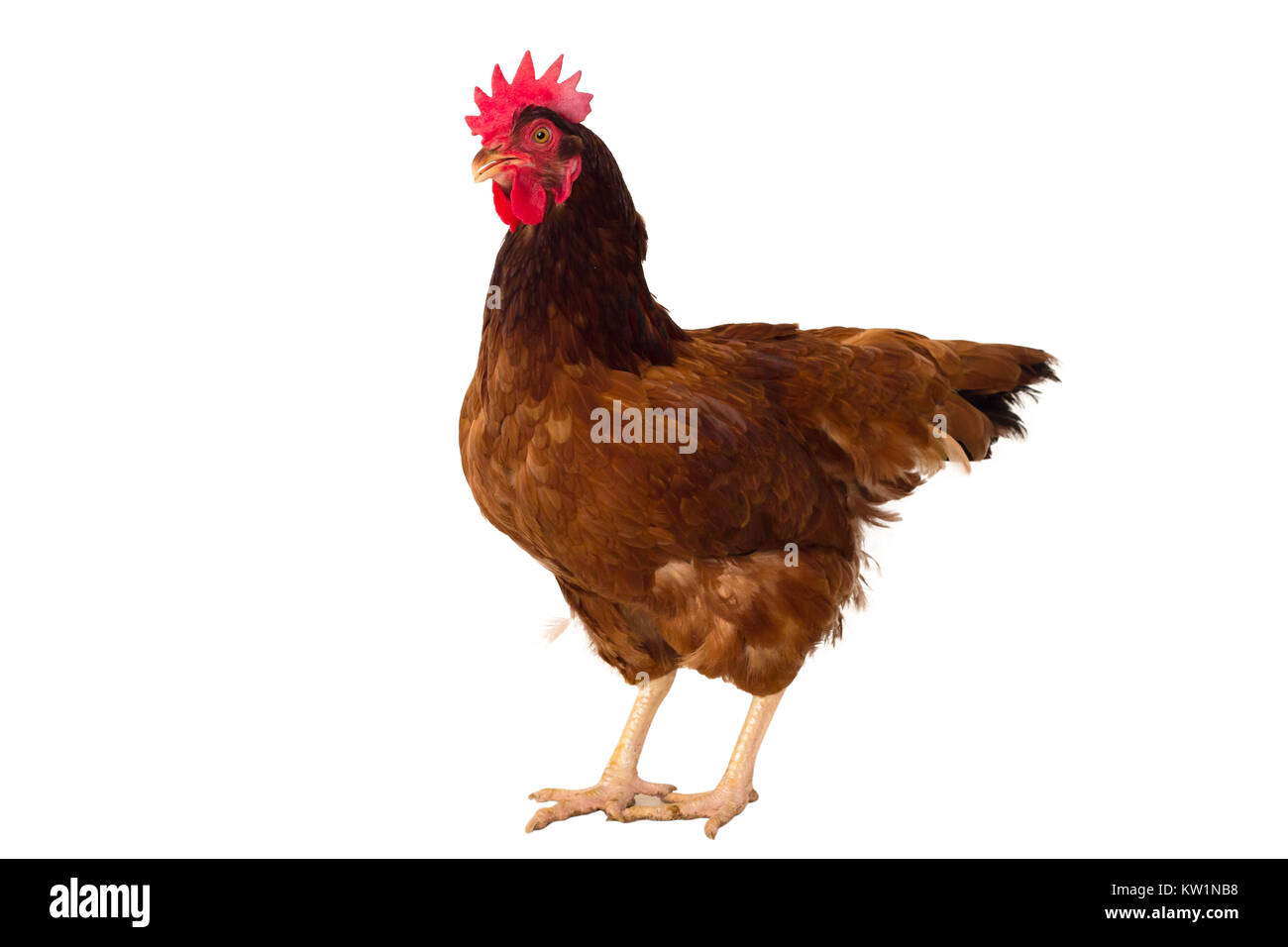brown hen isolated on white, studio shot Stock Photo - Alamy