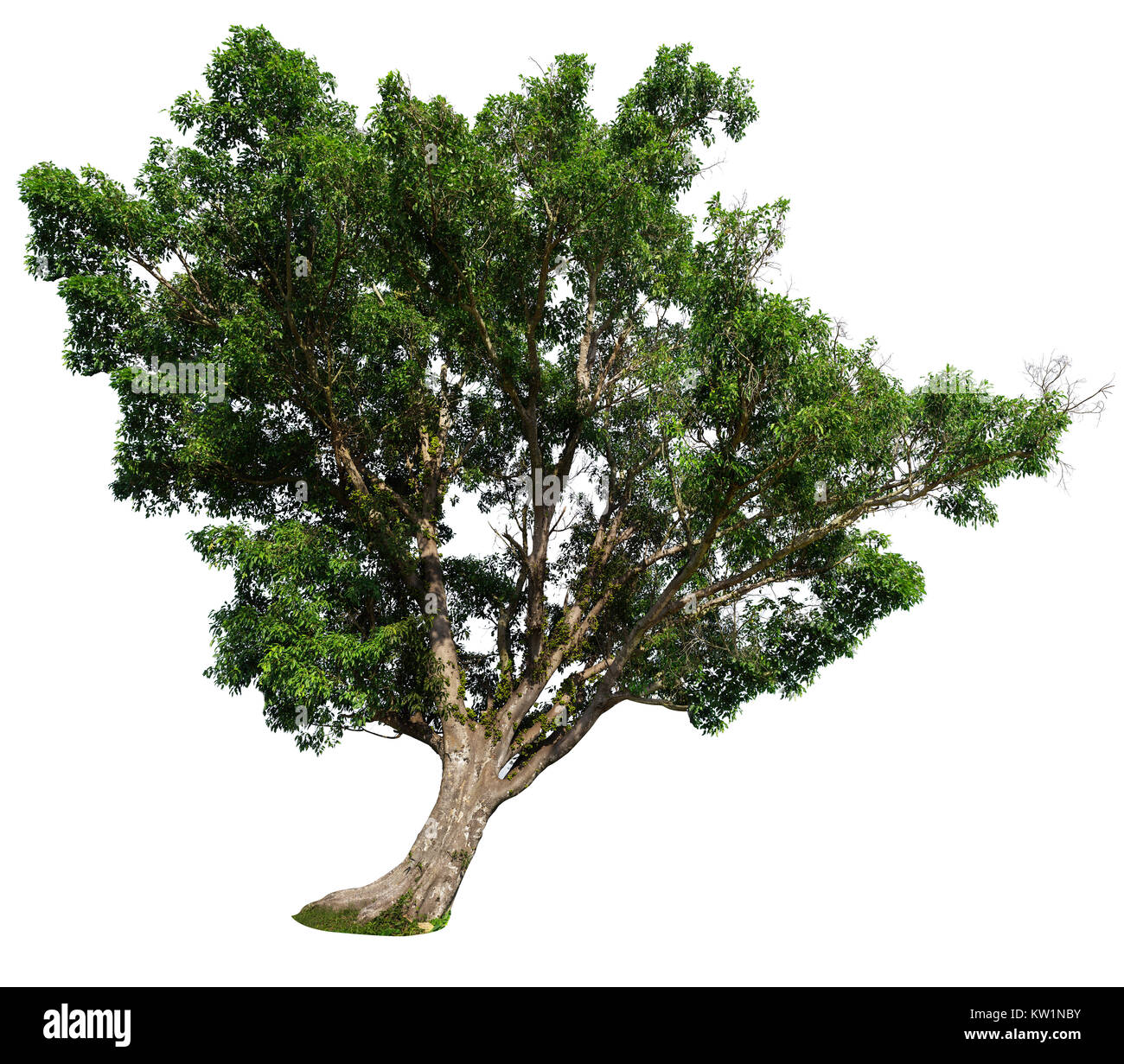 Fig tree on white background,Fig tree isolated on white Stock Photo - Alamy