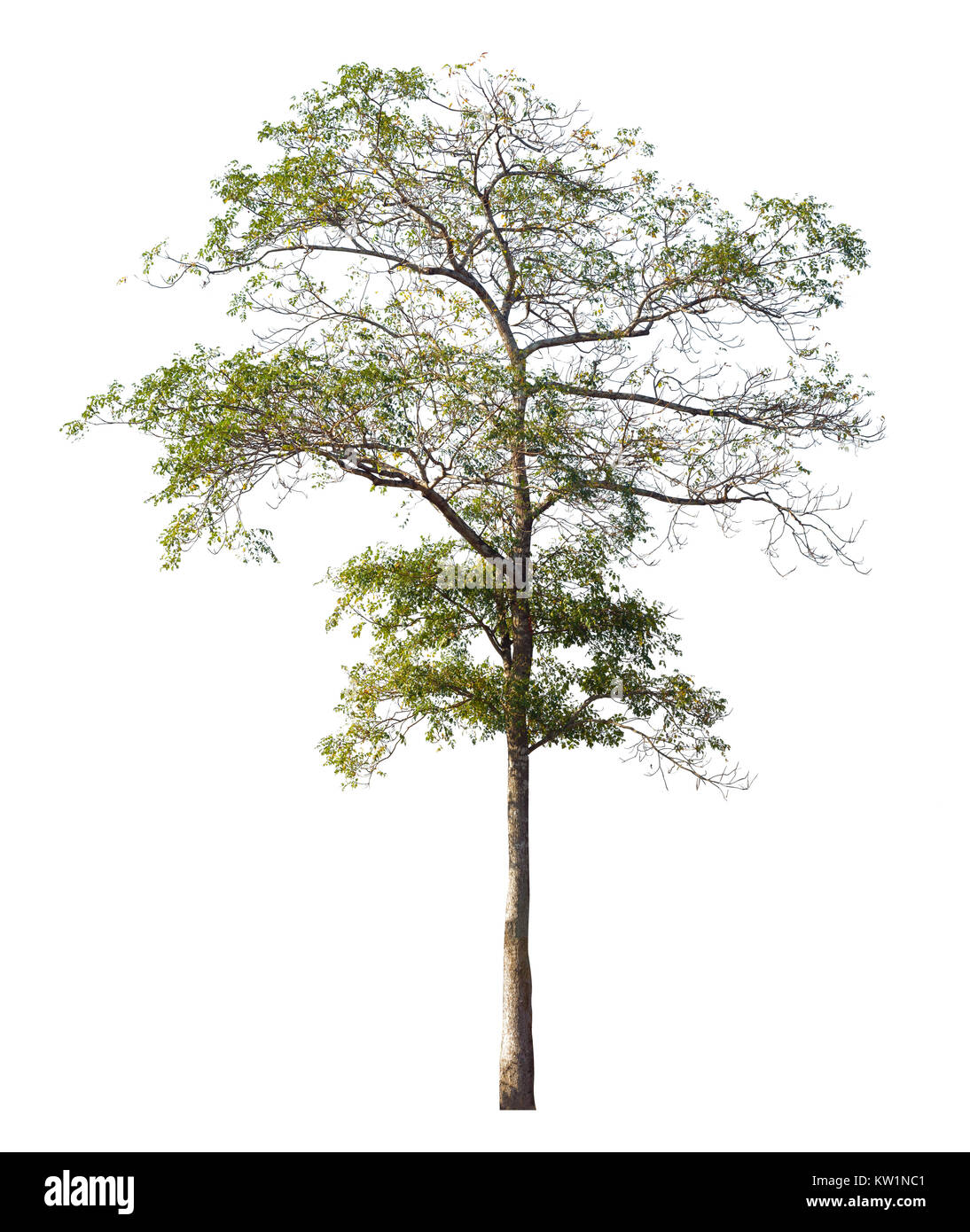 Iron wood tree is deciduous isolated on white background (Pyinkado ...