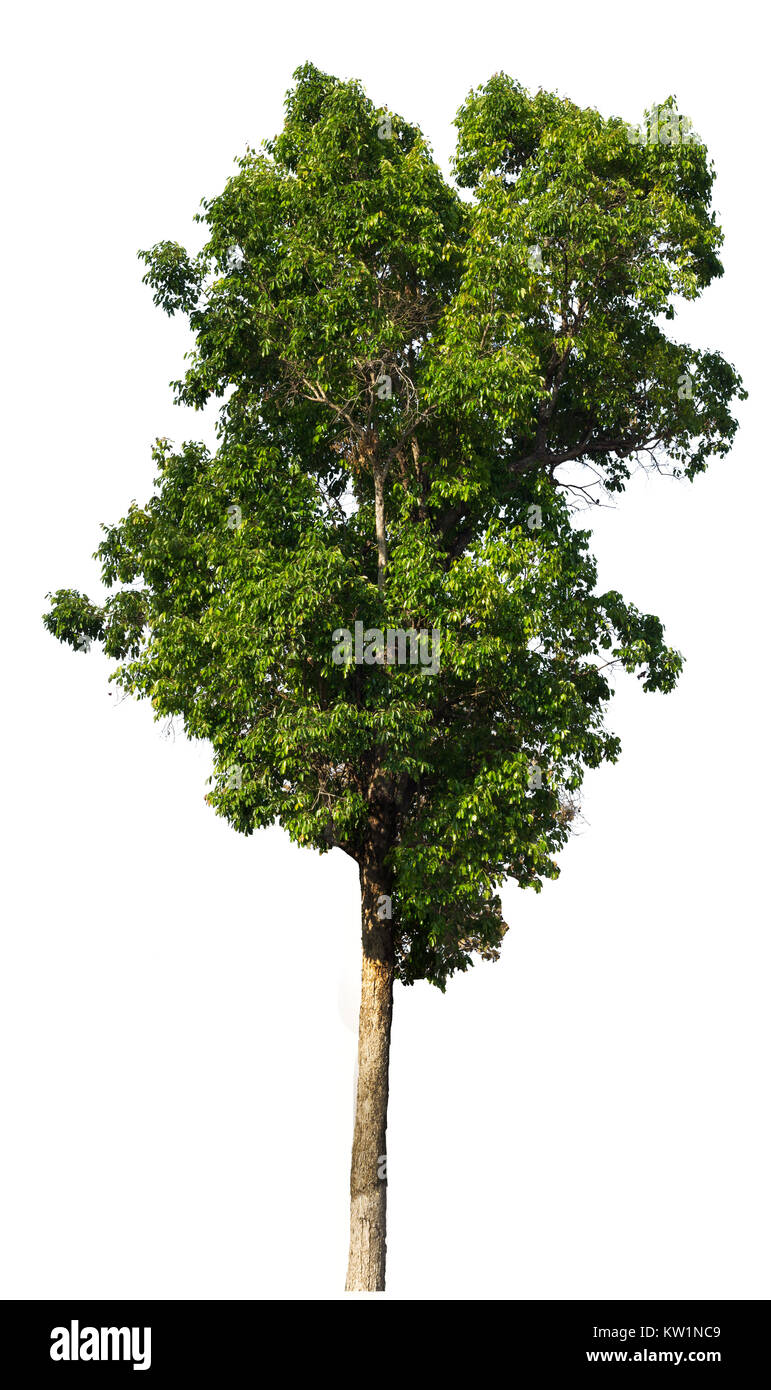 Iron wood tree is deciduous isolated on white background (Pyinkado ...