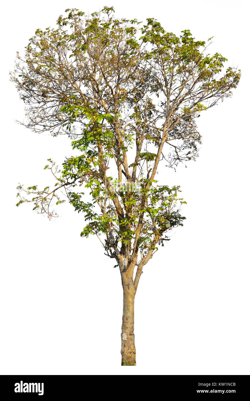 Iron wood tree is deciduous isolated on white background (Pyinkado ...