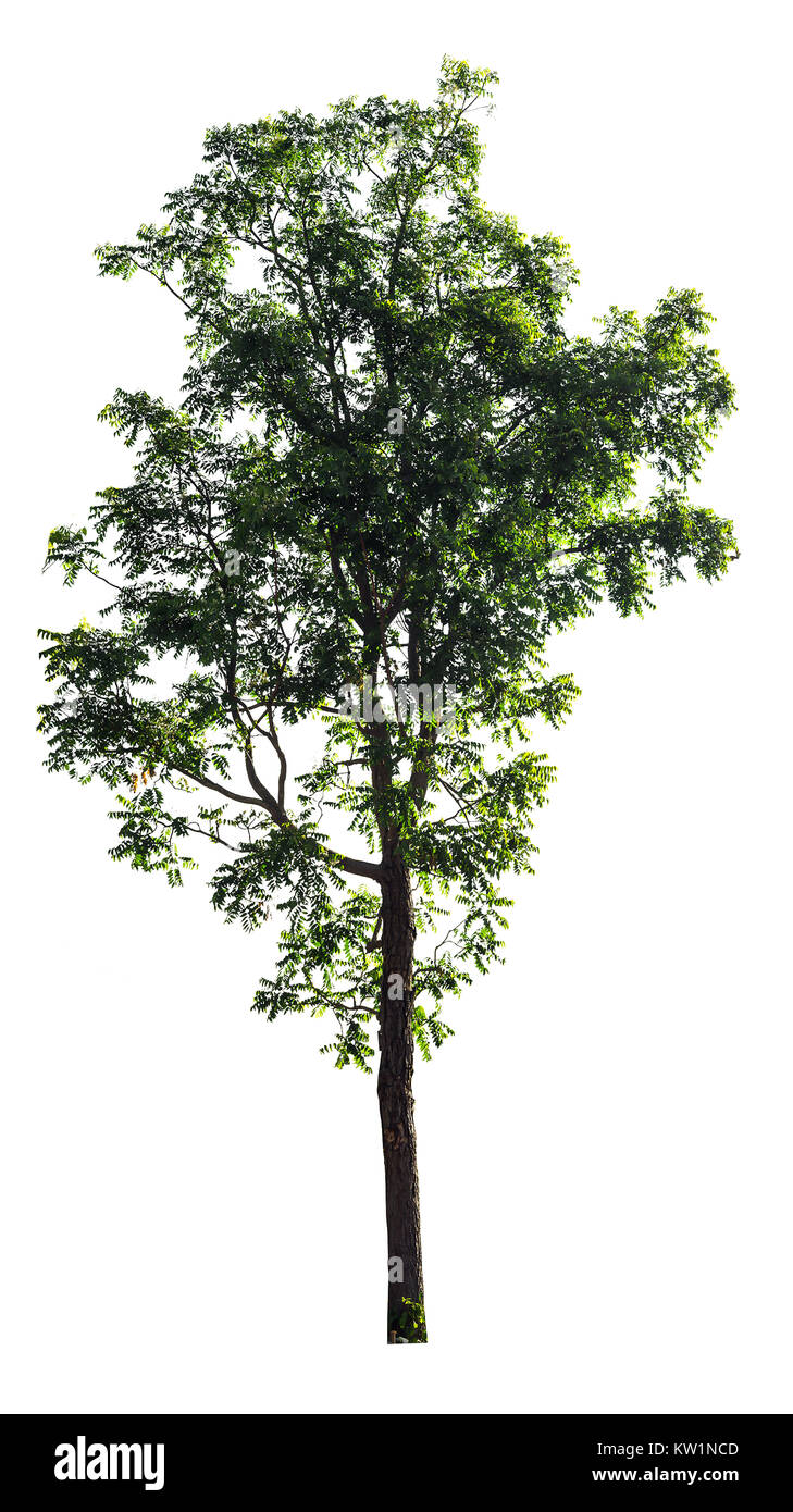 Neem plant Cut Out Stock Images & Pictures - Alamy