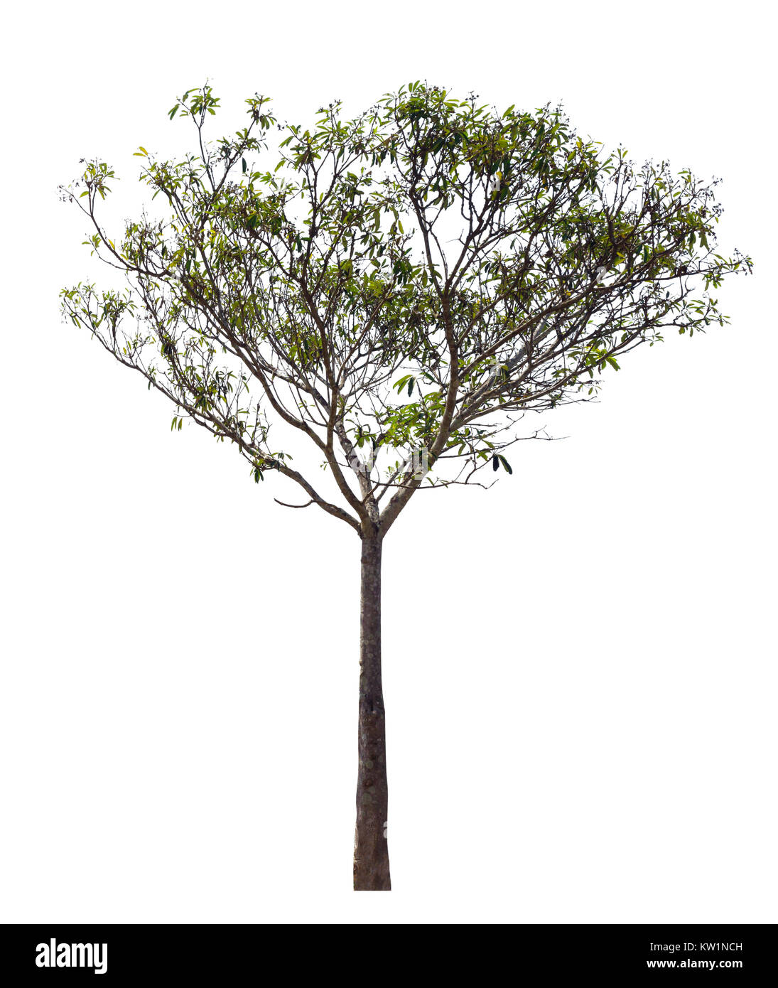Alstonia scholaris tree on white background,tree Isolated Stock Photo ...