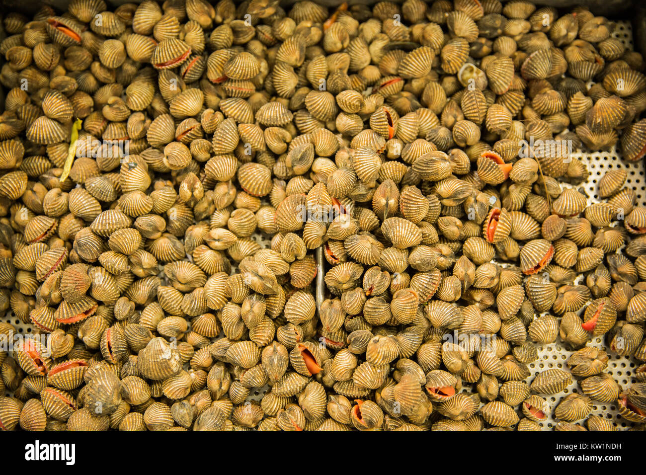 Boiled fresh Blood cockle shell in market stall Stock Photo - Alamy