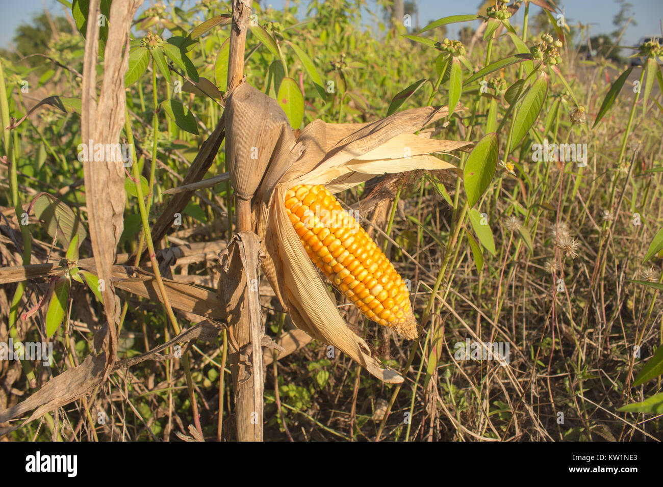 Dry grass covered with corn makes up for not growing. Corn stunt ...