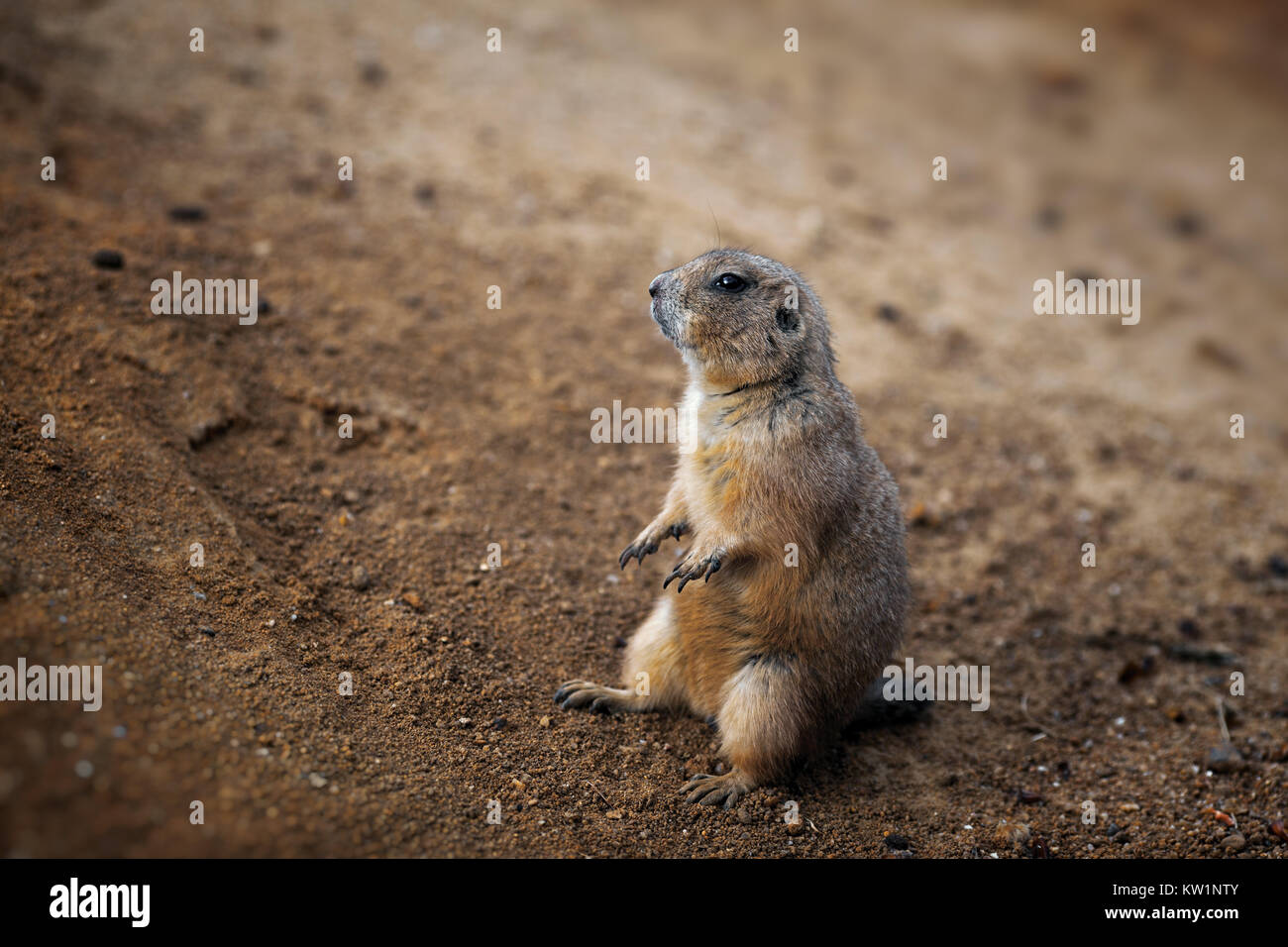 Prairie dogs burrow standing hi-res stock photography and images - Alamy