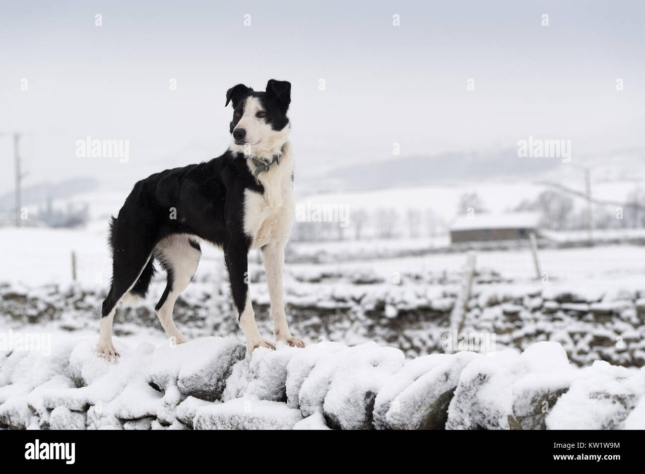 Yorkshire Dales. 29th Dec, 2017. UK Weather: Titch, a working border ...