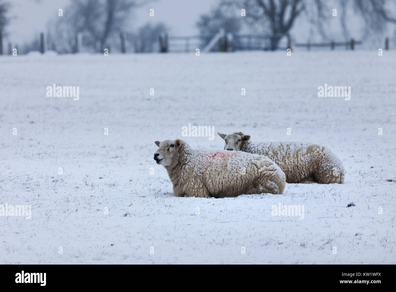 Teesdale, County Durham UK. Friday 29th December 2017. UK Weather. It ...