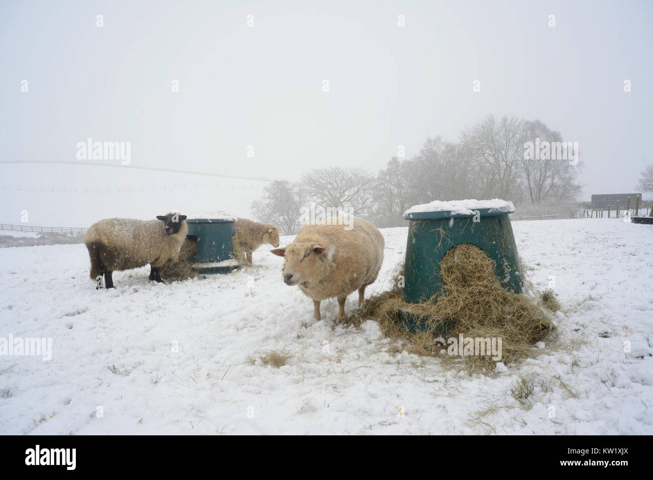 Hay pool hi-res stock photography and images - Alamy