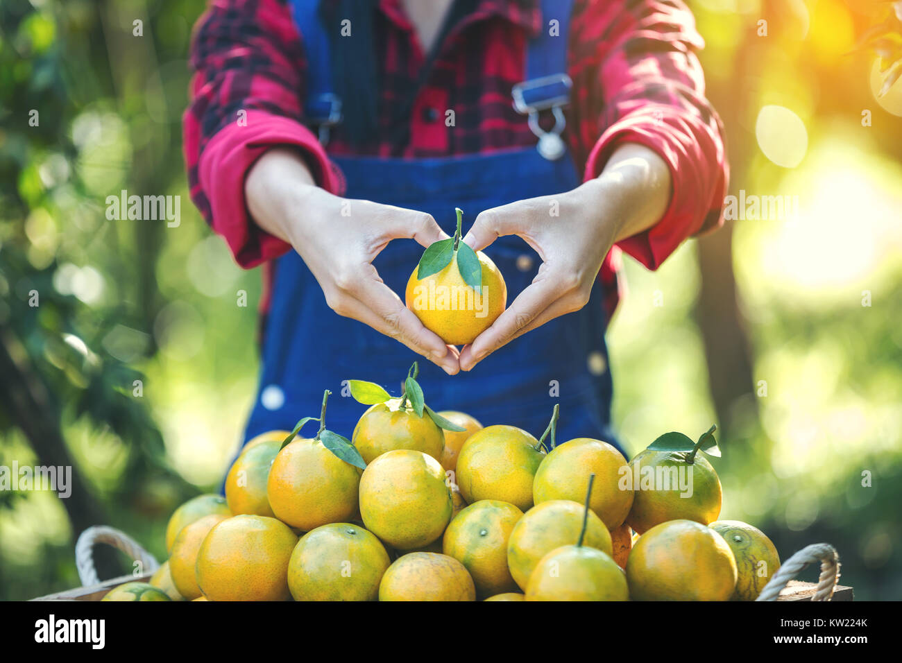 Love orange,Farmer orange lady,The gardeners are collecting orange ...