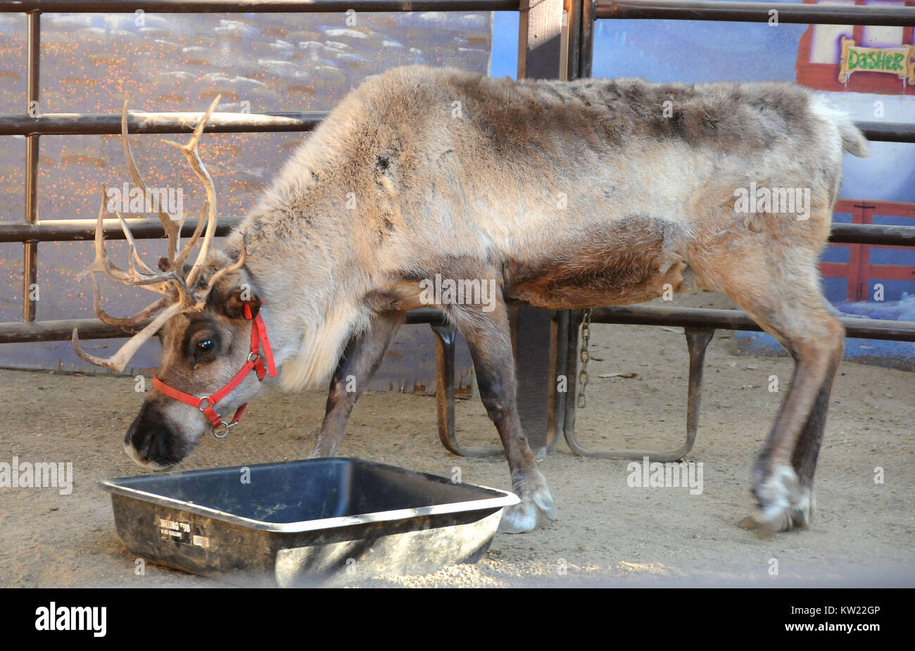 Los Angeles, California, USA. 29th December, 2017. A Reindeeer at LA ...