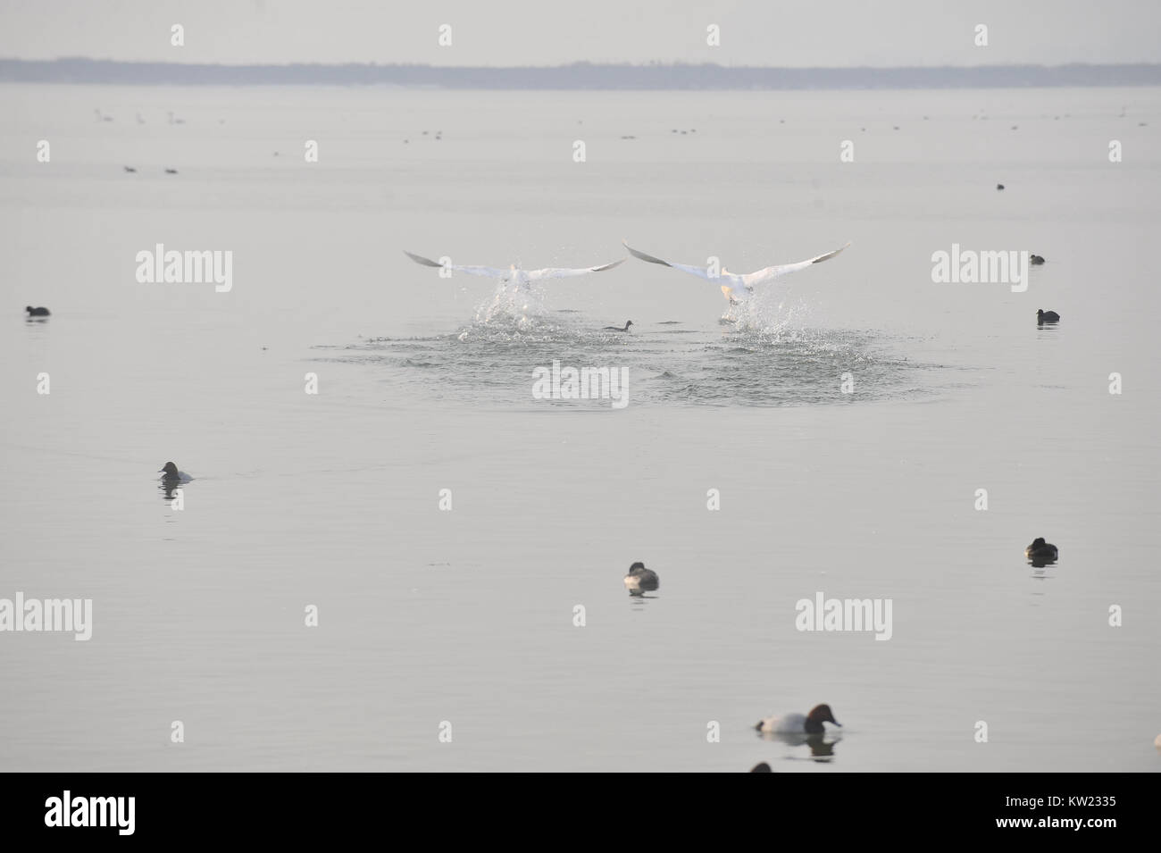 Taiyuan, China's Shanxi Province. 27th Dec, 2017. Swans are seen in the ...