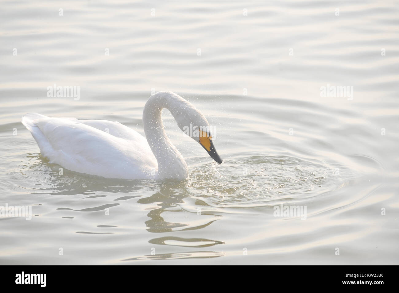 Taiyuan, China's Shanxi Province. 27th Dec, 2017. A swan is seen in the ...