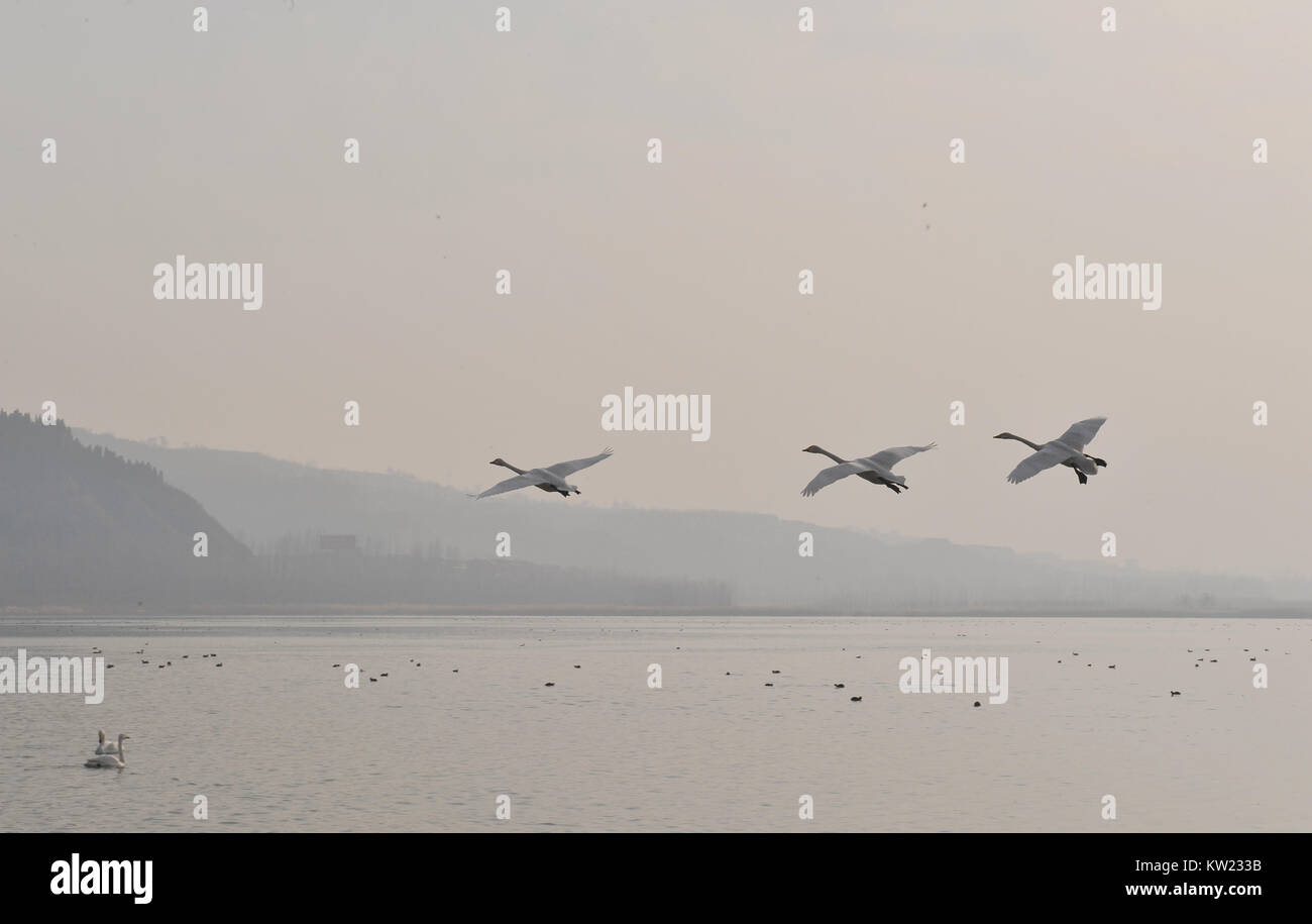 Taiyuan, China's Shanxi Province. 27th Dec, 2017. Swans are seen in the ...