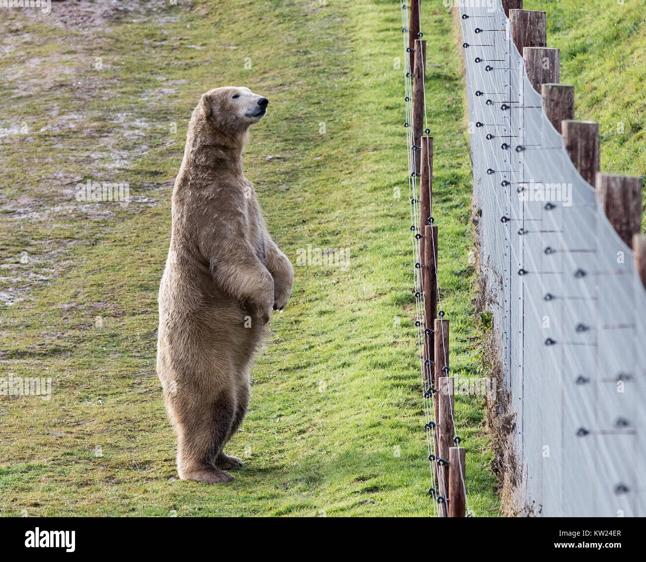 Yorkshire wildlife polar hi-res stock photography and images - Alamy