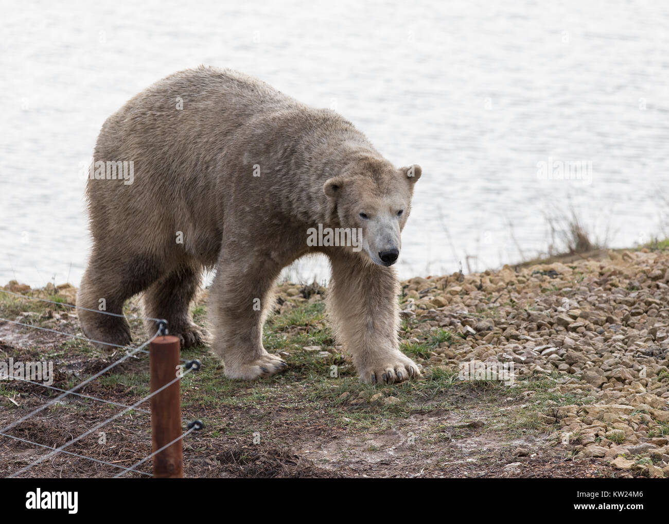 Yorkshire wildlife park polar bears hi-res stock photography and images ...