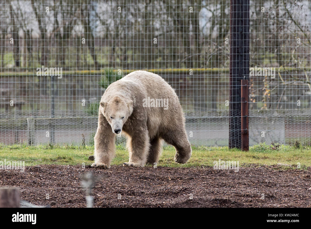 Yorkshire wildlife park polar bears hi-res stock photography and images ...