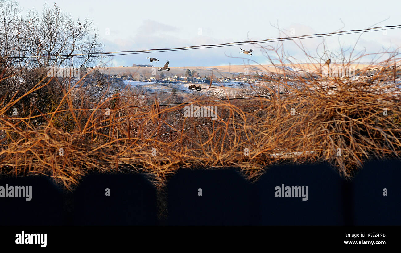 Lewiston, Idaho, USA. 30th December, 2017. Canadian ghooses tale rfuges ...