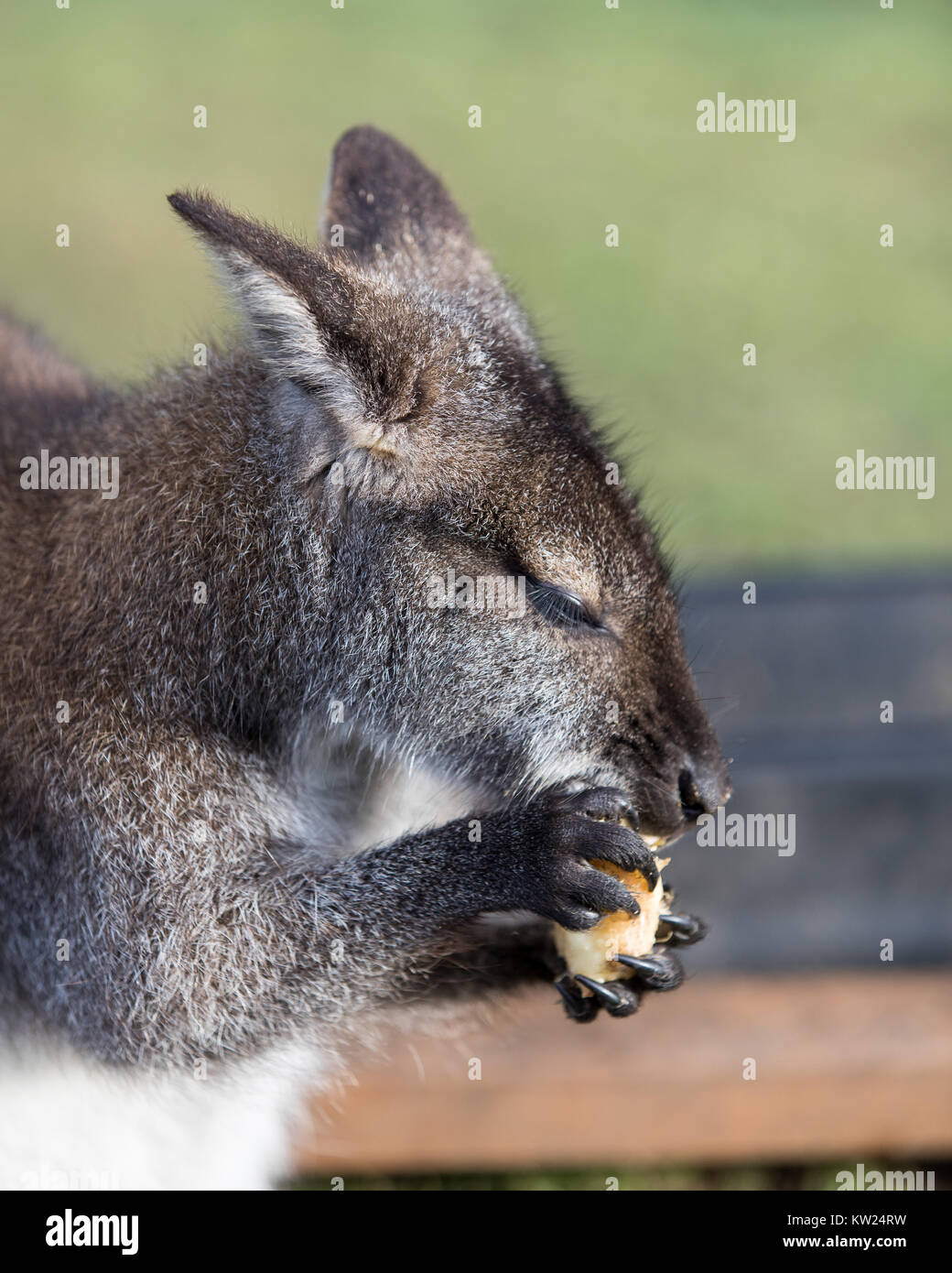 Wallaby eating fruit in a zoo Stock Photo - Alamy