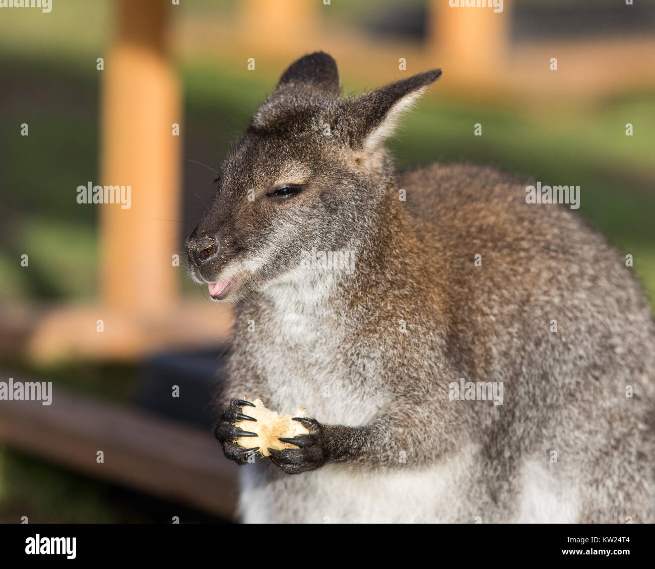Wallaby eating fruit in a zoo Stock Photo - Alamy