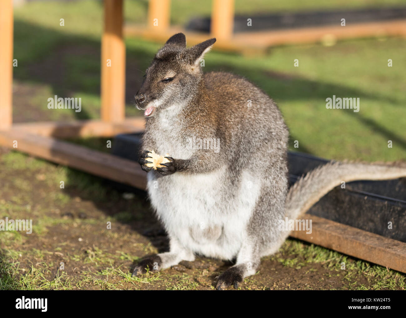Wallaby eating fruit in a zoo Stock Photo - Alamy