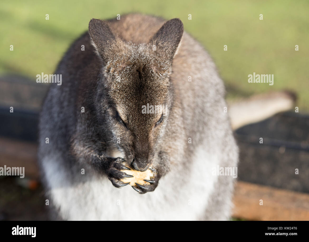 Wallabies eating hi-res stock photography and images - Alamy