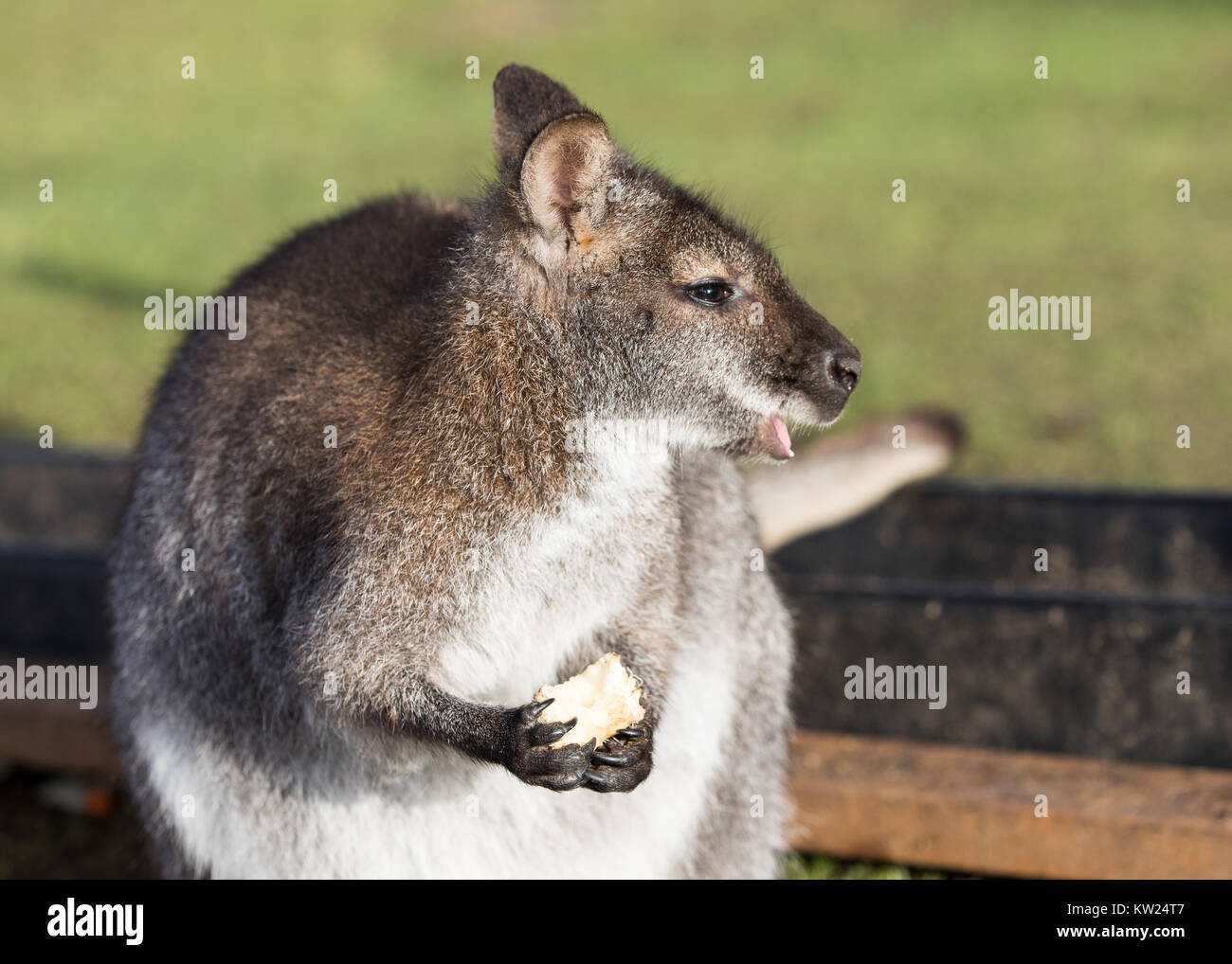 Wallabies eating hi-res stock photography and images - Alamy