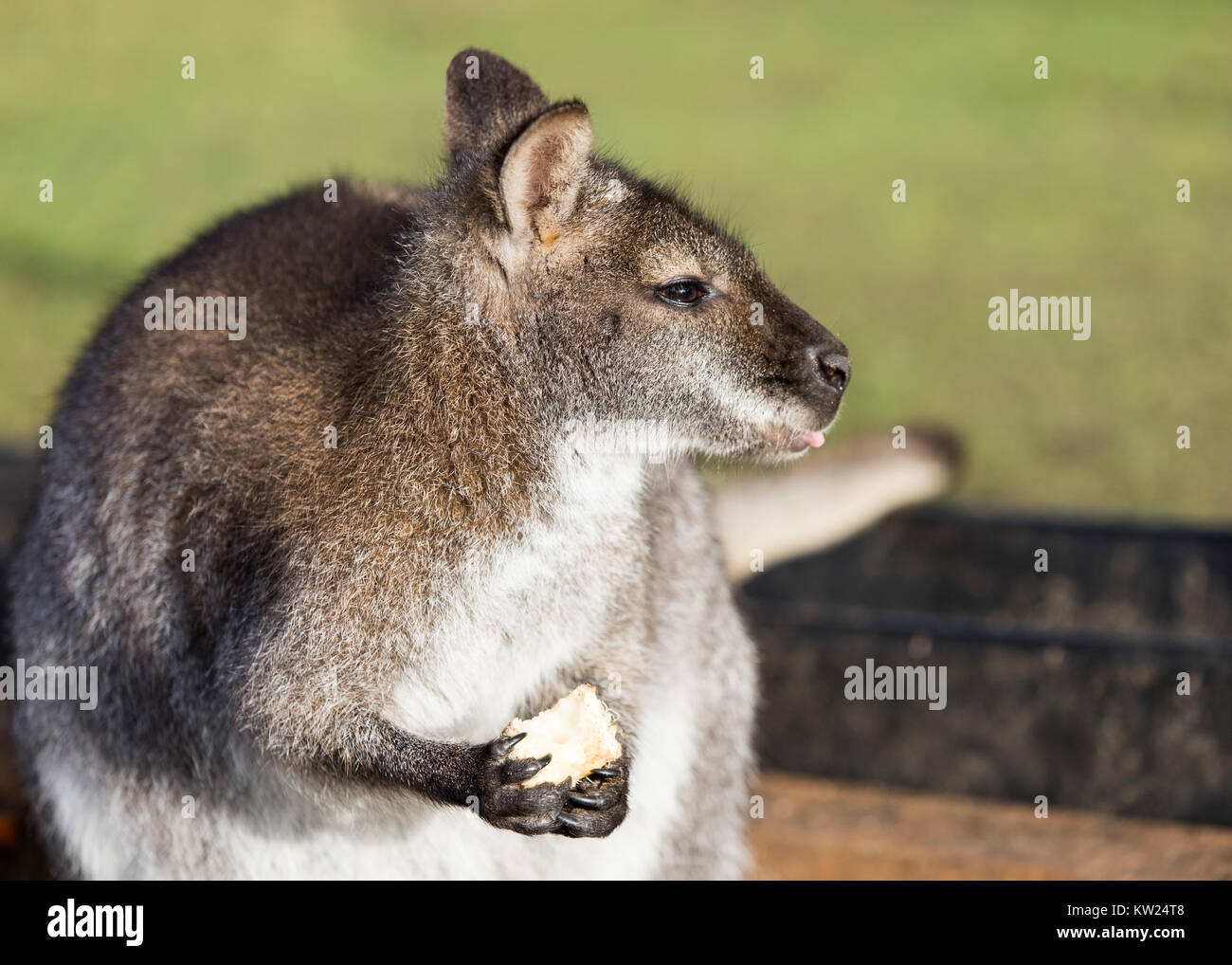 Yorkshire zoo hi-res stock photography and images - Alamy