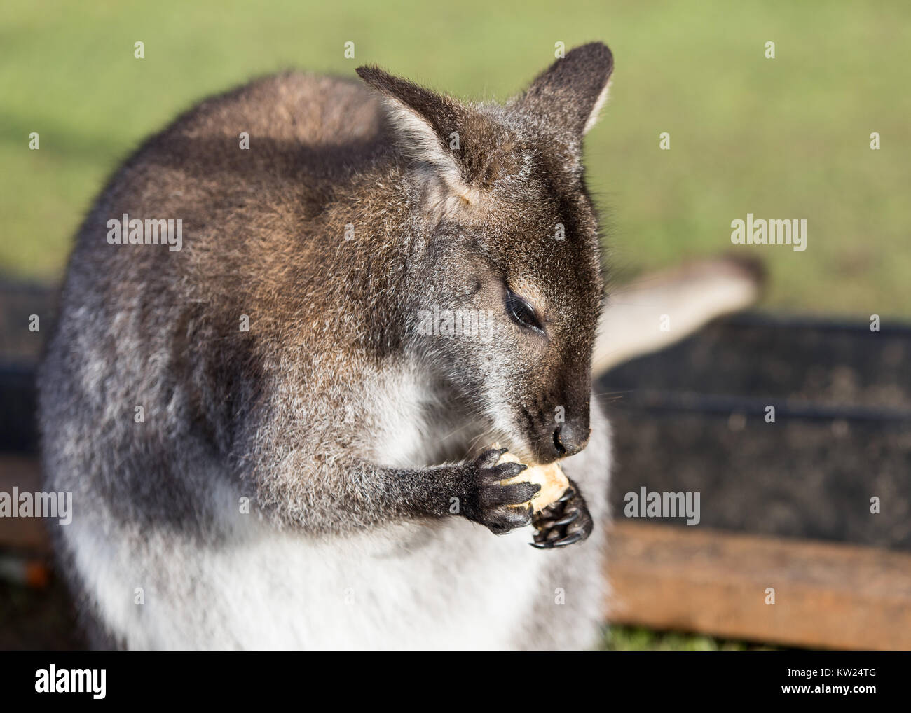 Wallabies eating hi-res stock photography and images - Alamy