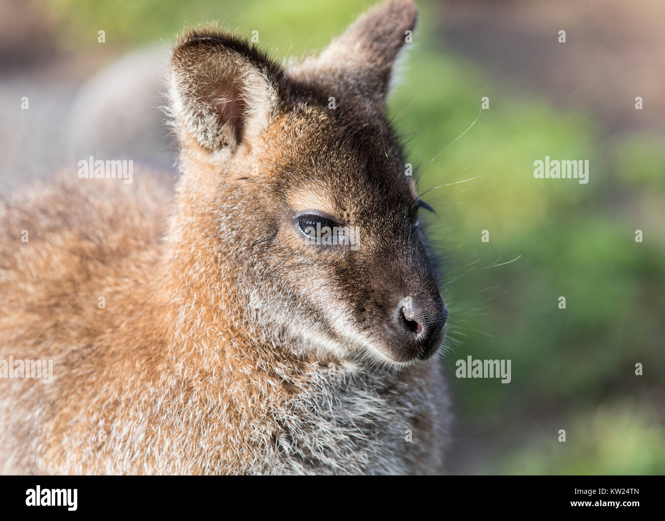 Wallaby in yorkshire wildlife hi-res stock photography and images - Alamy