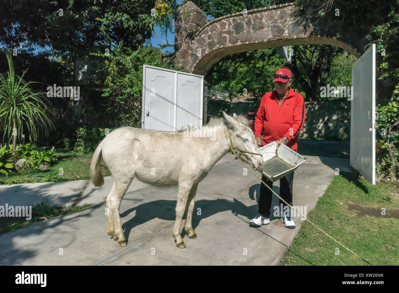 Burro hi-res stock photography and images - Alamy
