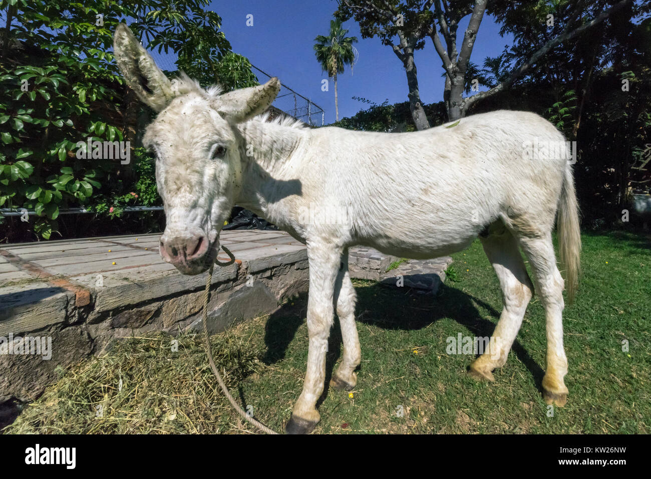 Martini the white burro, Yves Restaurant, Ajijic, Mexico Stock Photo ...