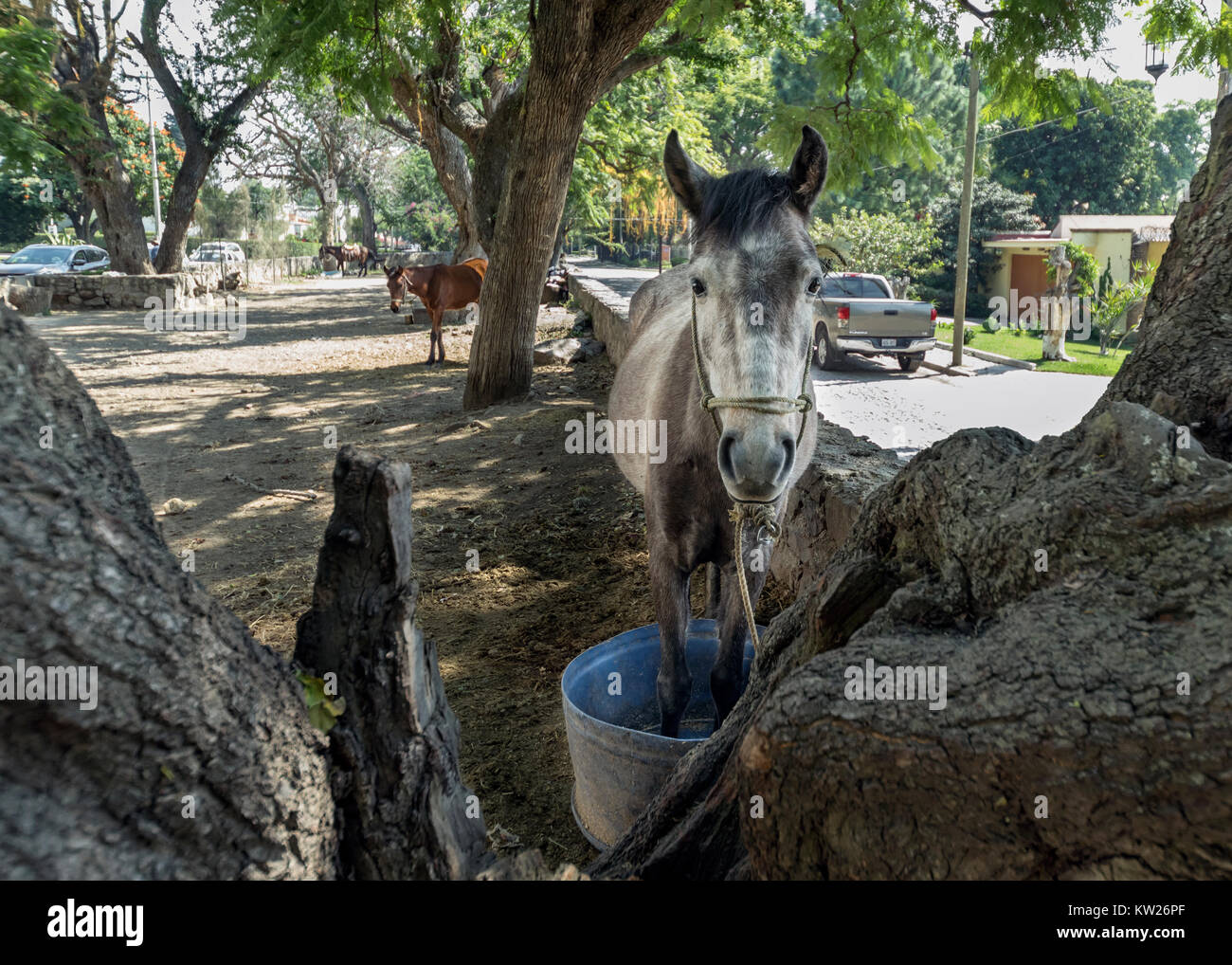 Bucket Of Water High Resolution Stock Photography and Images - Alamy
